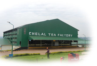 The ‘Tea-rrific’ way teas are made | DPO International