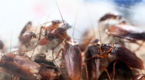 Chinese farmer unleashes 300 million hungry cockroaches to eat food ...