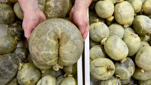 World's 10 most divisive foods | DPO International