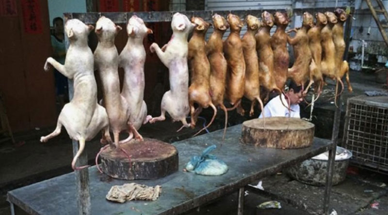 Yulin Dog Meat Eating Festival: MILLIONS of campaigners gather to stop ...
