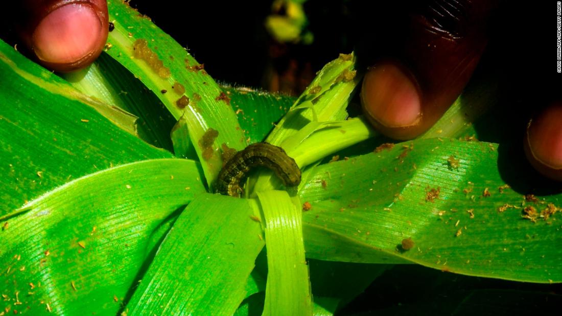 Hard To Kill Worm from USA Is the Latest Threat to Indian, Asian Food ...