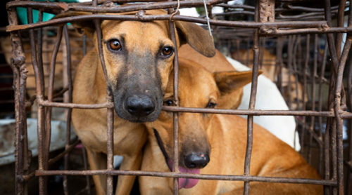 Indonesian Region Pledges To End Dog Meat Trade & Save 2000 Dogs A ...
