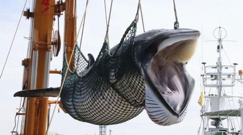 Japan’s Hunt for Minke Whales Continues In Hokkaido’s Coastline | DPO ...