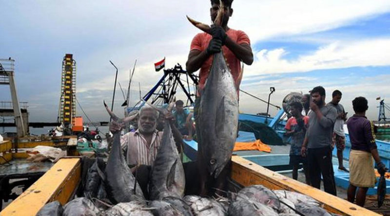 India Could Face Seafood Shortages As Sea Catch Is Declining | DPO ...