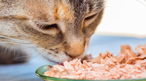 The Growing Demand for Halal Cat Food | DPO International
