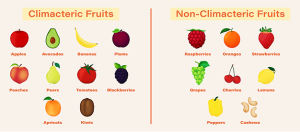 Stay Fresh: Ways to Control Fruit Ripening | DPO International